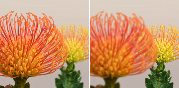 Understanding Light Field Photography - Make: